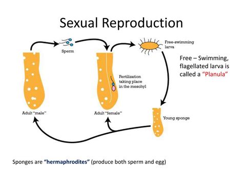 Ppt Phylum Porifera Powerpoint Presentation Free Download Id1923150
