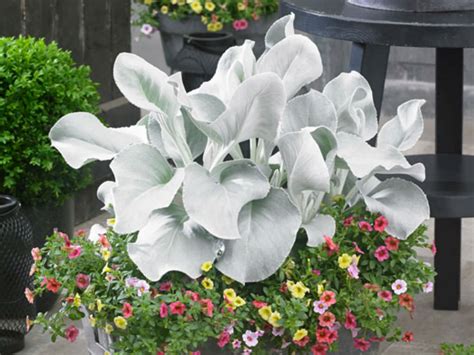 Senecio Candicans Angel Wings World Of Succulents