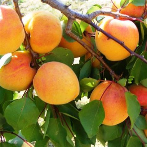 Prunus Armeniaca Pannónia