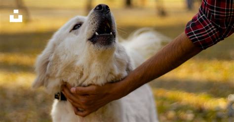 Foto Un Perro Blanco Acariciado Por Una Persona En Un Parque Imagen