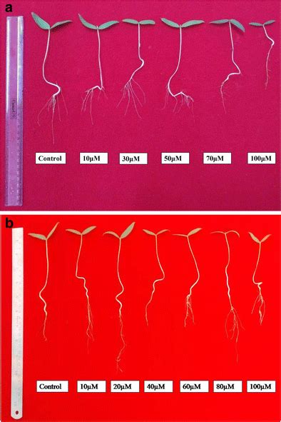 A Morphological Alteration In Root And Shoot Length In Vigna Radiata
