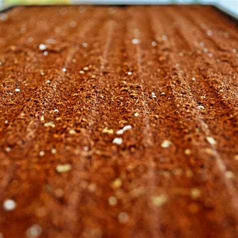 Purple Turnip The Purpleturnip • Instagram Photos And Videos