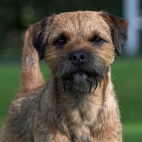 Best Muzzle For A Border Terrier At Ellie Hedditch Blog
