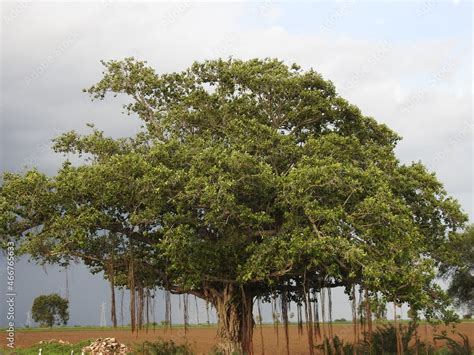 Big Banyan Fig Ficus Benghalensis With Beautiful Nature Black Clouds