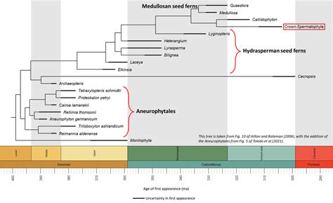 Seed Plant Stem Group