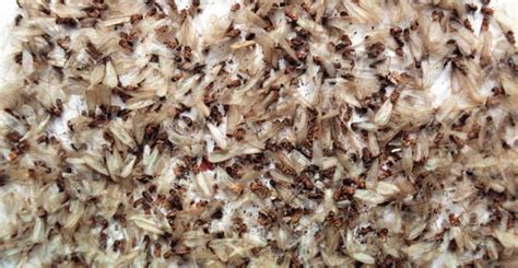 Revoada De Cupins Vulcão Dedetizadora