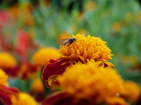 Mais De 400 000 Imagens Grátis De Flor Mucha E Flor Pixabay