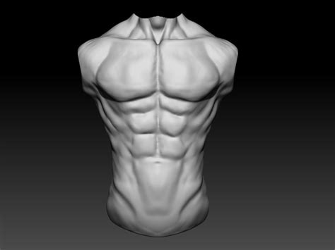 Torso Anatomy Torso Model Anatomy Labeled Muscle Models Figure 66