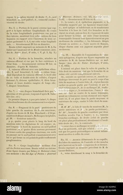 This Atlas Offers Detailed Comparative Anatomy Of Invertebrates Highlighting Structural