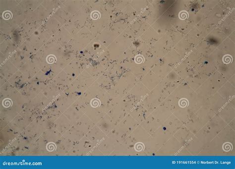 Coccus Bacteria 400x