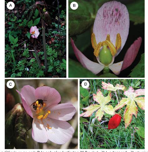 Figure 1 From Pollinator Scarcity Drives The Shift To Delayed Selfing