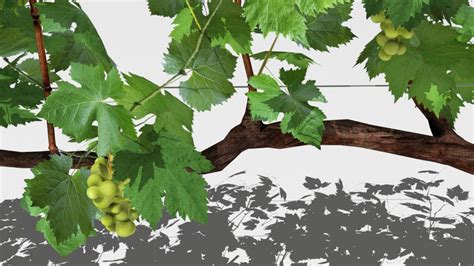 Vineyard 3d Model By Buncic