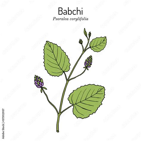 Babchi Psoralea Corylifolia Medicinal Plant Stock Vector Adobe Stock