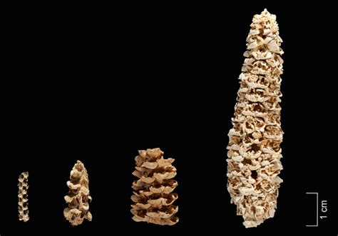 Corn From Mexican Grass To Massive Crop California Academy Of Sciences