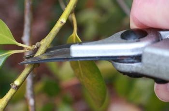 How To Prune Top 5 Pruning Basics Joe Gardener