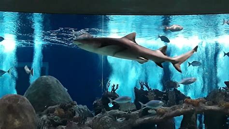 Odysea Aquarium Submarine Voyage Sharks🦈🦈🦈🦈 Youtube