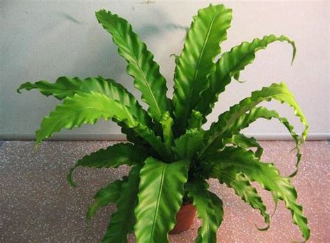 Popular Asplenium Varieties And Home Growing Requirements