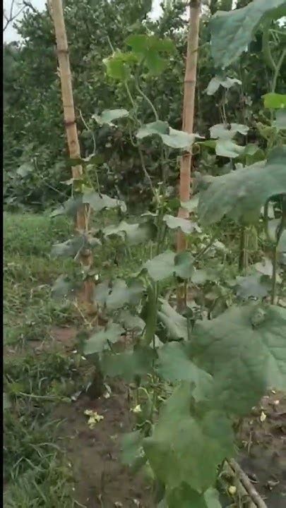 Jhinge Plant Youtube