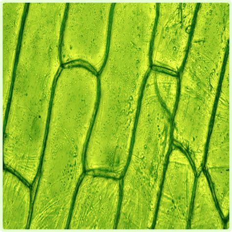Klorofil Chlorophyll Toz Ekstre Bitkisel Ekstraktlar Bitki Ekstresi