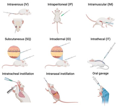 Common Injection Routes In Mice