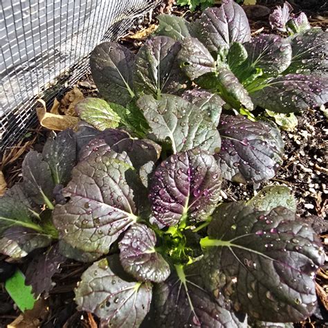 Red Tatsoi Seeds 100 Pak Choi Etsy