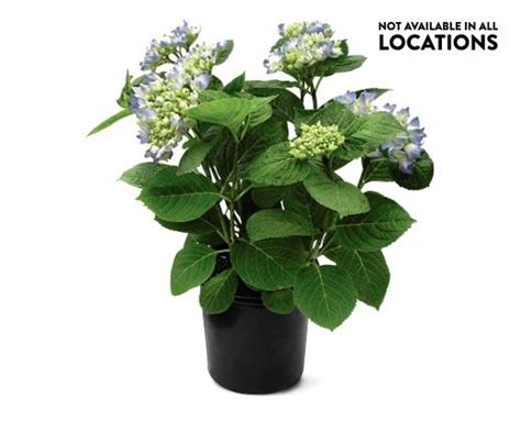 8 Hydrangea Assorted Colors Aldi Us Specials Archive
