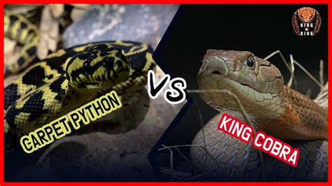 Cobra Vs Python Fight Python Vs King Cobra Snake Battles Paadpn