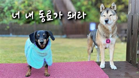 까칠한 성격의 진돗개가 유일하게 받아준 강아지 Youtube