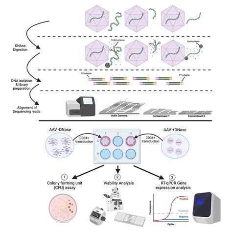 Dna Contamination Within Recombinant Adeno Associated Virus Preparations Correlates With