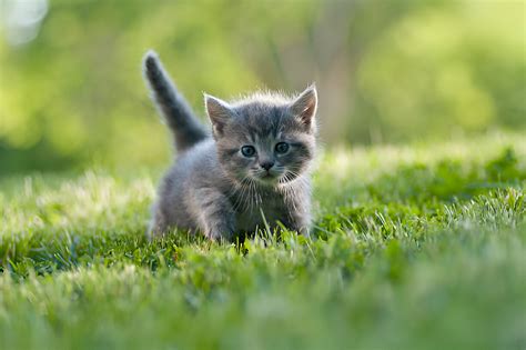 Ponazuril Dosage For Kittens Safe And Effective Coccidiosis Treatment
