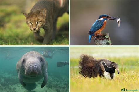 Flora Y Fauna Qué Es Y Ejemplos Resumen