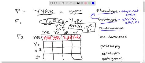 Pleiotropy Punnett Square
