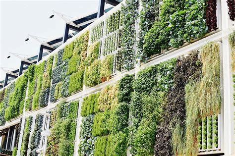 Sustainable Strata Buildings The Benefits Of A Green Vertical Wall