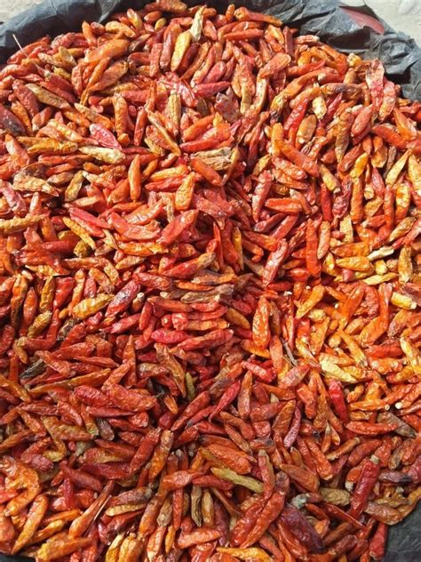 Bird Eye Chilli At ₹ 435kg Bird Eye Chilli In Guwahati Id