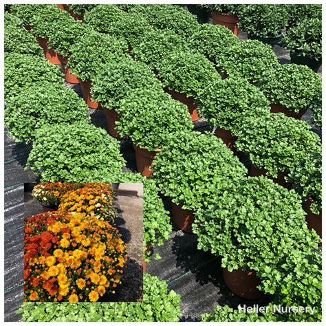 Heller Nursery The Candy Corn Mums Are Growing Well