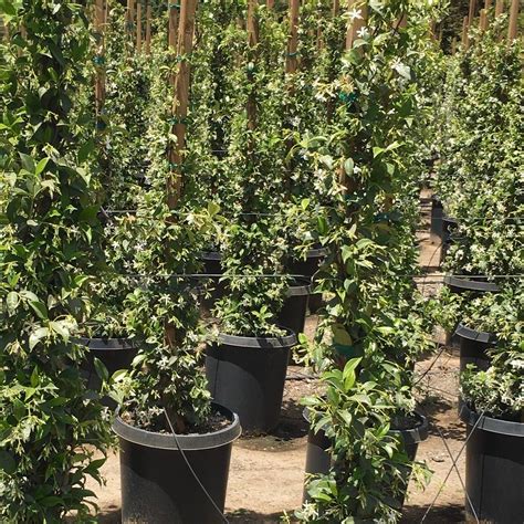 Trachelospermum Jasminoides Hedge