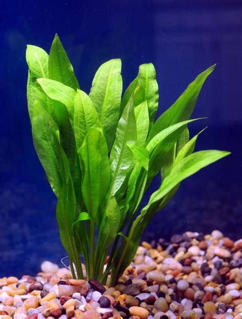 Amazon Sword Plant