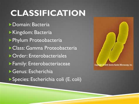 Ppt Eubacteria Powerpoint Presentation Free Download Id2051451