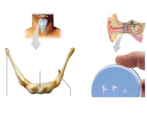 Aandp Lab Test 2 Hyoid Bone And Ossicles — Printable Worksheet