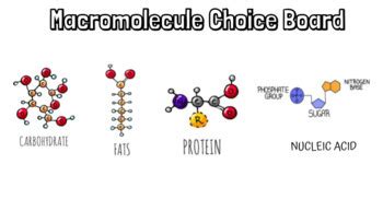 Macromolecule Choice Board Virtual By Biology Basics Tpt