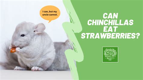Do Chinchillas Chew Everything Essential Care Tips Revealed Smart