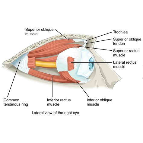 Extrinsic Eye Muscles Diagram