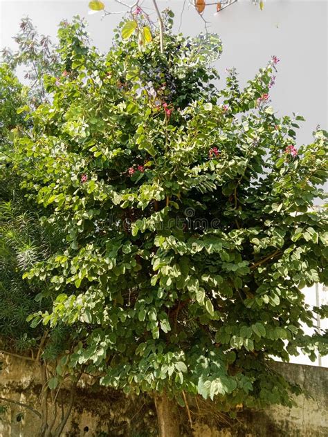Medicinal Bidi Leaf Tree Or Bauhinia Racemosa Or Kathmuli Tree Stock