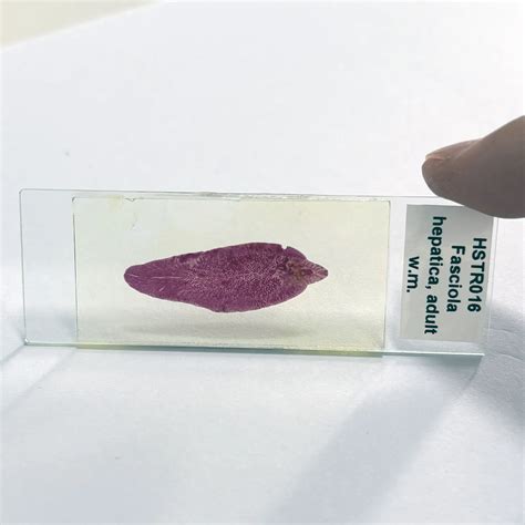Fasciola Hepatica Microscope Slide Adult Whole Mount 100 Clarity Of
