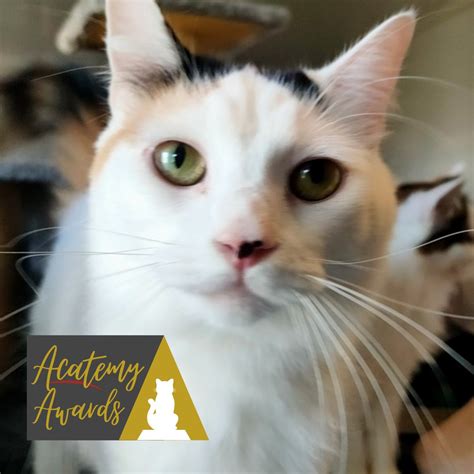Rspca A Modest And Humble Nominee For The Golden Scratch Globe Is