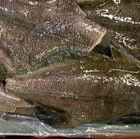 Arrowtooth Flounder — Oceanlamb