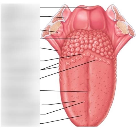 Tongue Anatomy Diagram Quizlet