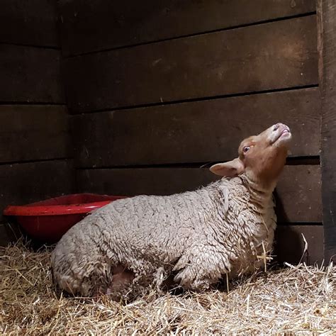 Stages Of Lambing Graphic Photos Updated Red Rope Farm