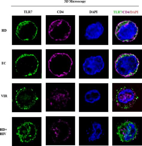 Microscopy Analysis Of Cd4 Distribution In Pdcs Shown Is Download