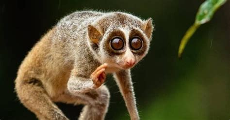 Tamil Nadu Notifies Indias First Slender Loris Sanctuary Heres All
